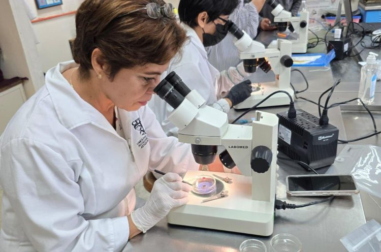 Docentes vigilan que plaga de gusano barrenador no arribe a Tamaulipas ...