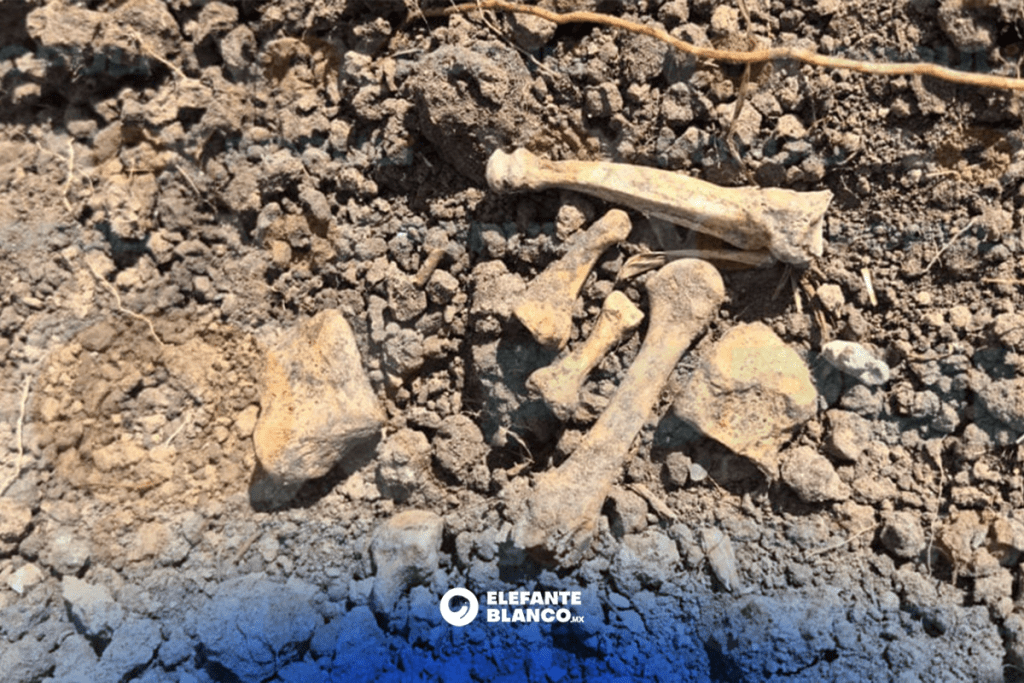 Colectivo halla restos óseos calcinados en ejido de Reynosa - Elefante ...